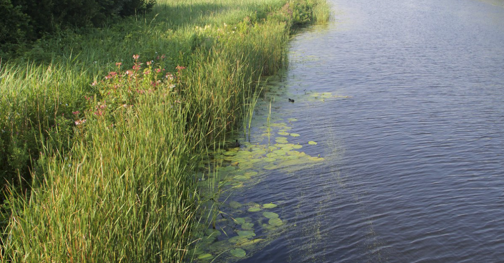 Watercompensatie en natuurvriendelijke oever Amsterdamse Bos ...